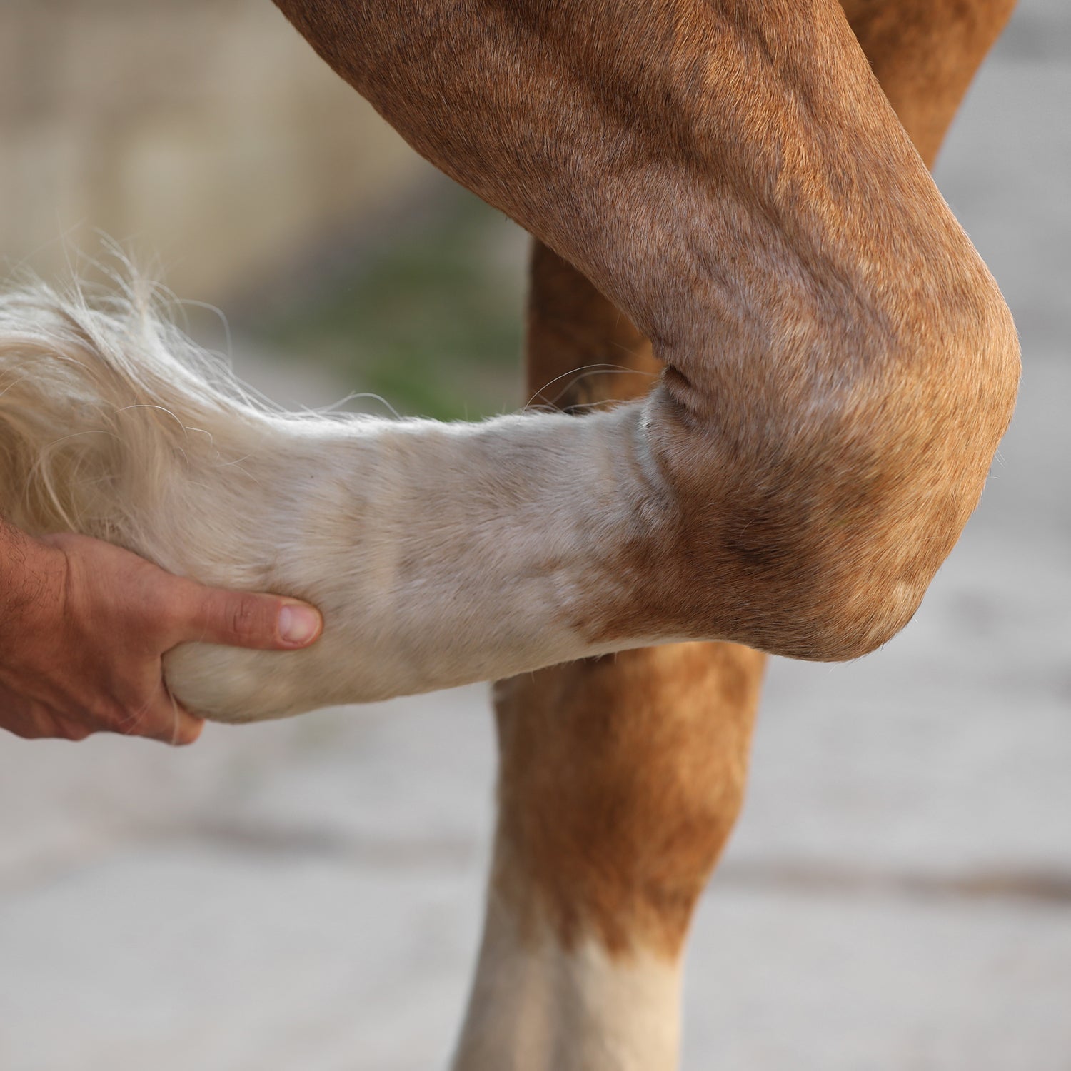 Joint Aids – Multivet USA