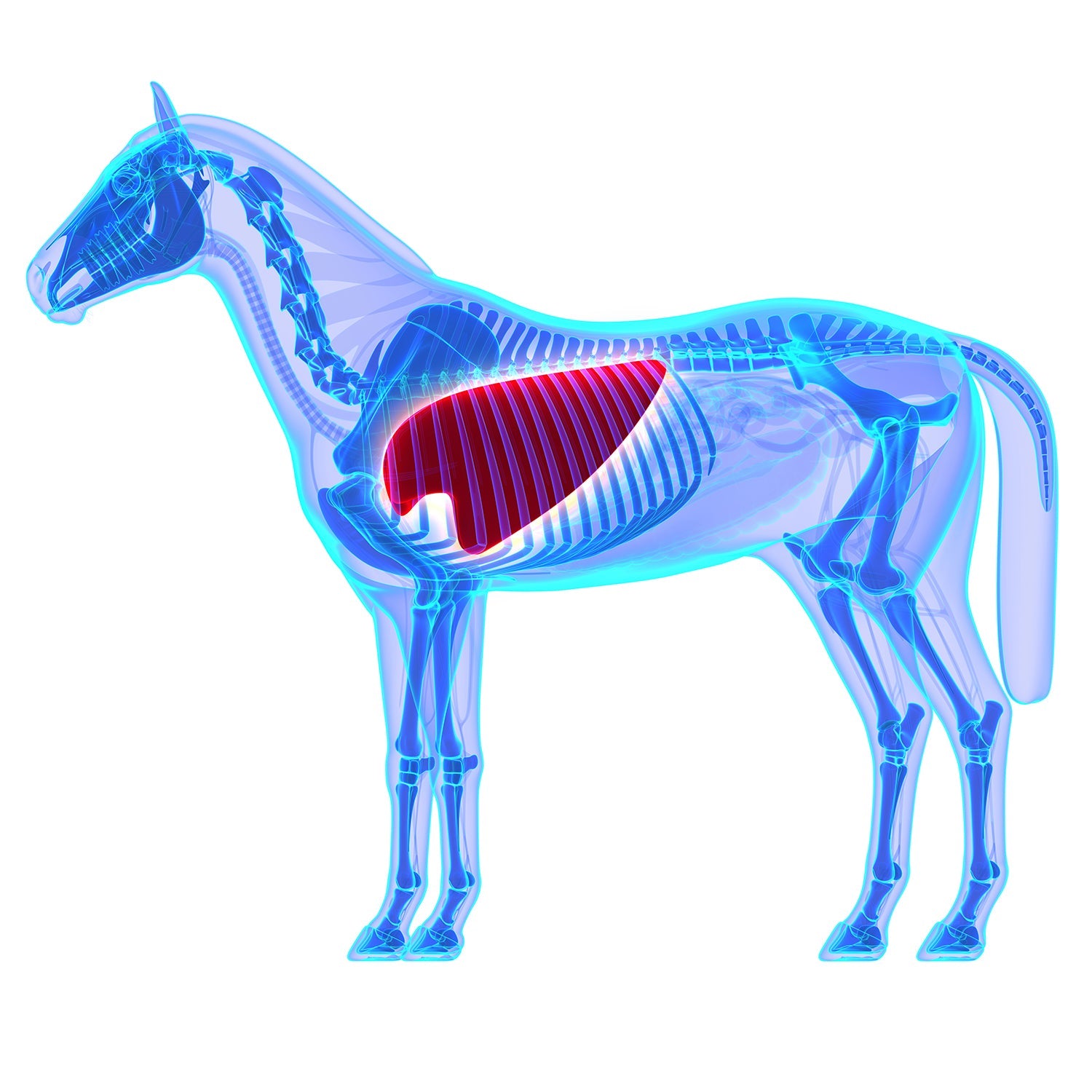 Lung Function – Multivet USA