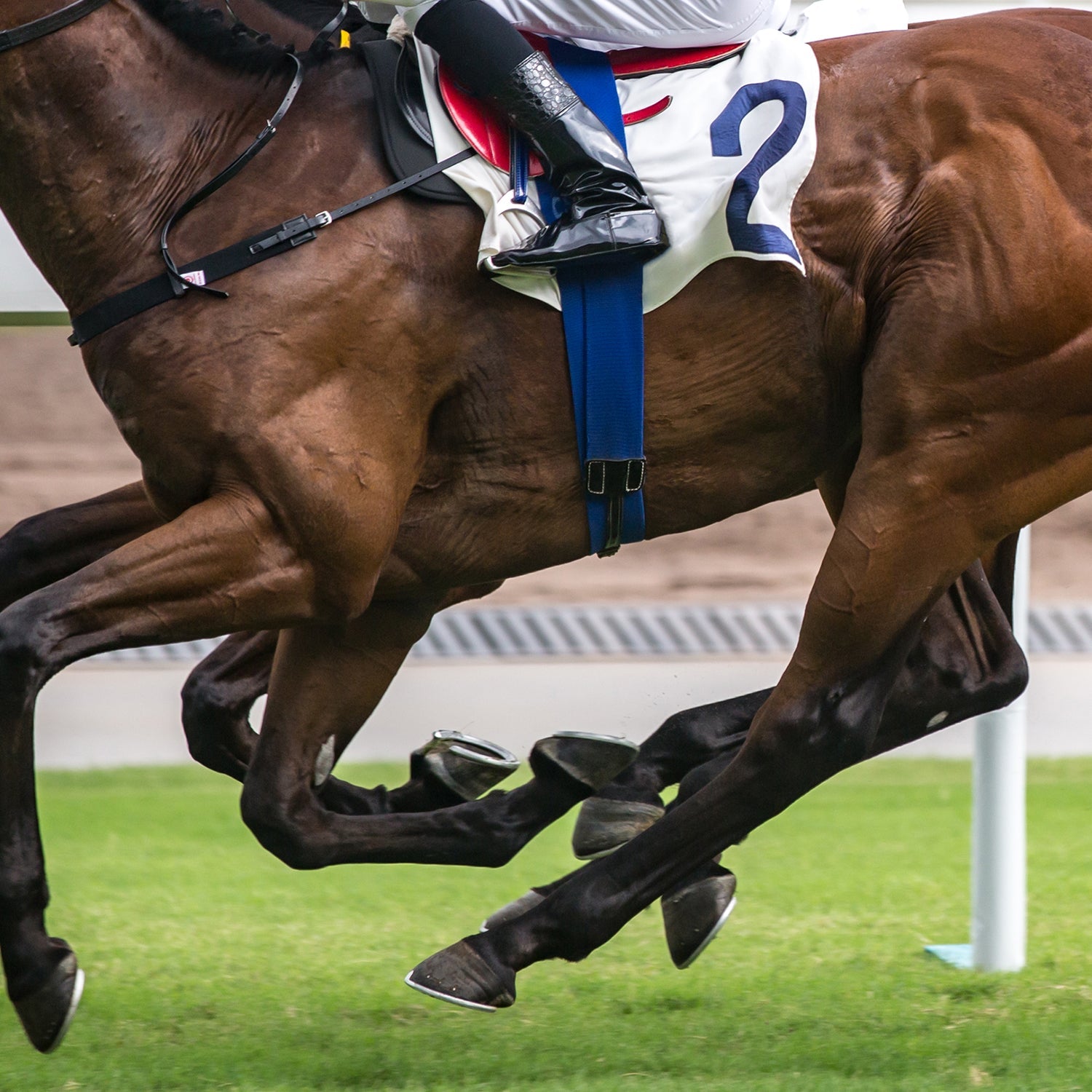 Endurance – Multivet USA