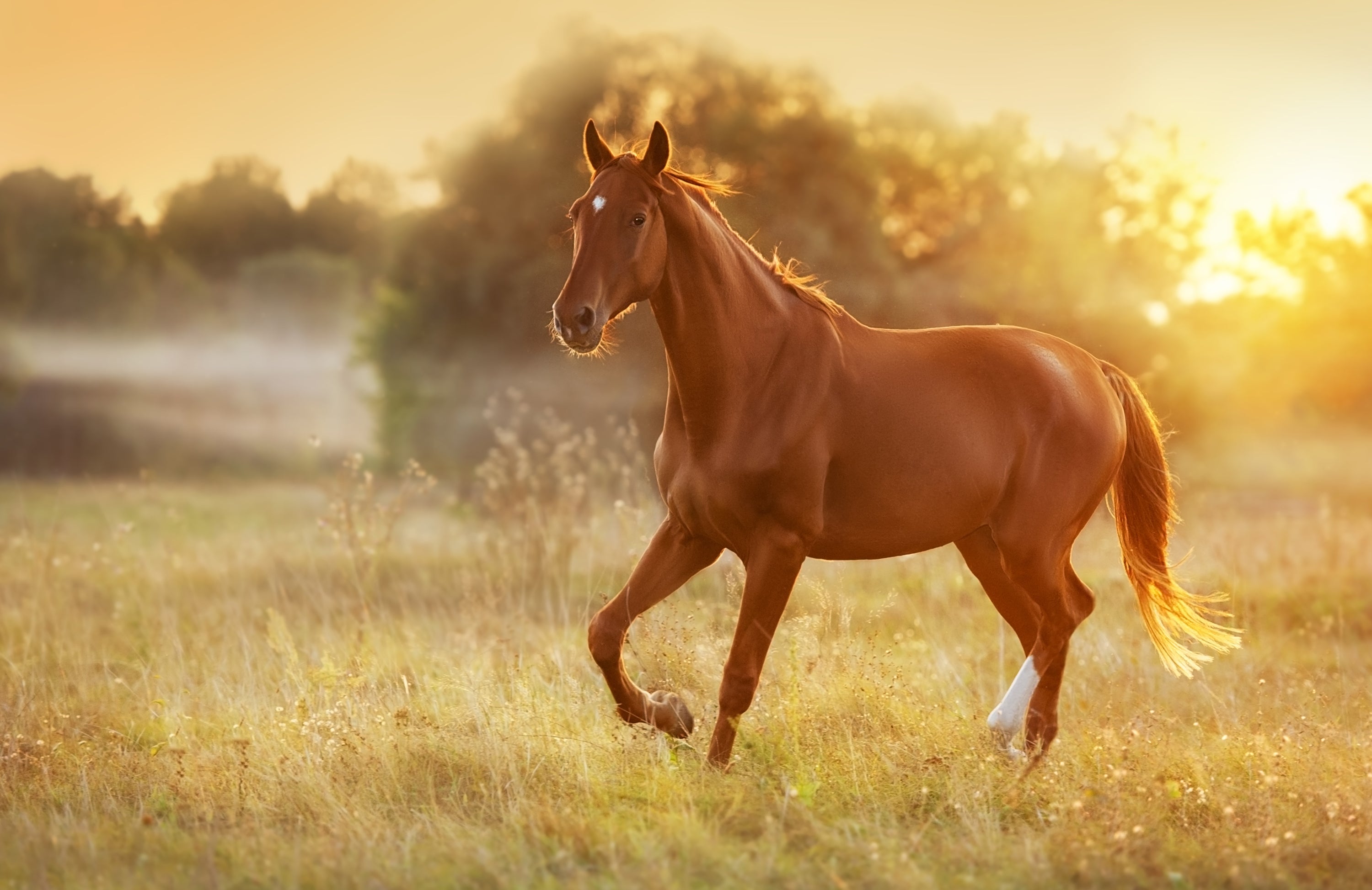 All Products – Multivet USA